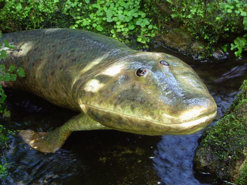 Denizden Karaya İlk Adım: Tiktaalik Roseae - Bilgeyik